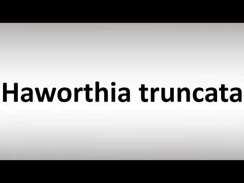 How to Pronounce Haworthia truncata