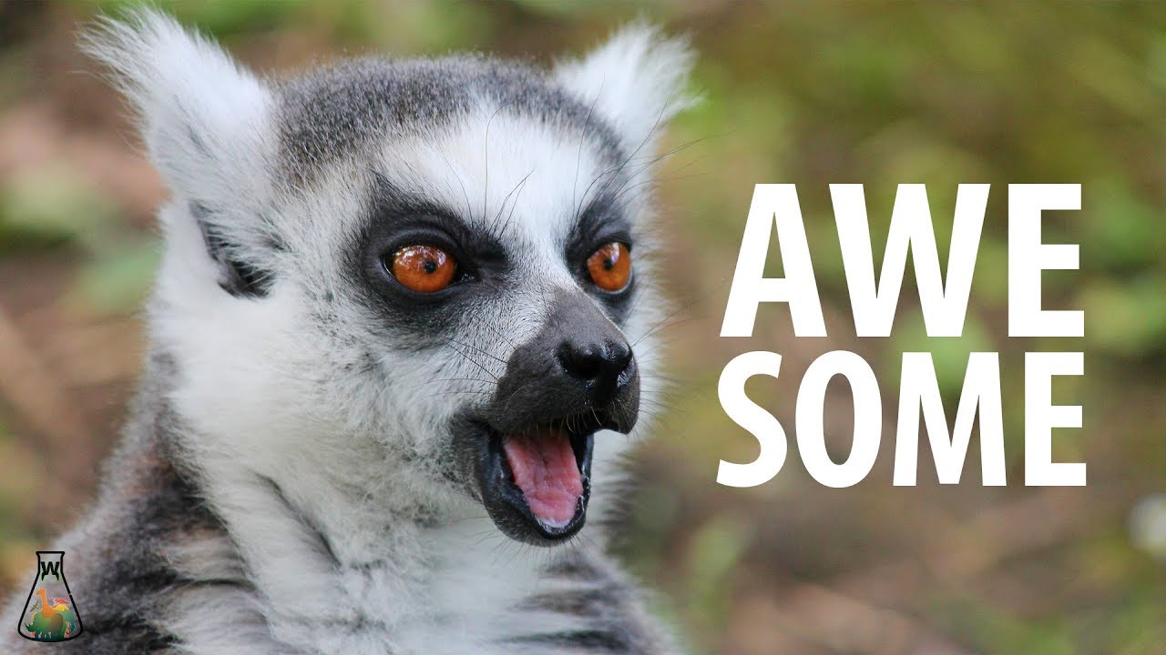 Why are lemurs so awesome?