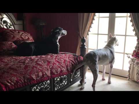 Happy Great Danes Bark a Greeting To Dad