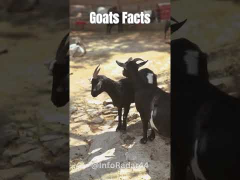 Goats Fact #viral #facts #goat #animals #shorts