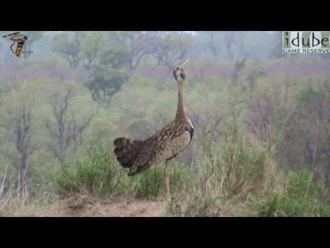 Black-Bellied Bustard (Korhaan) Calling