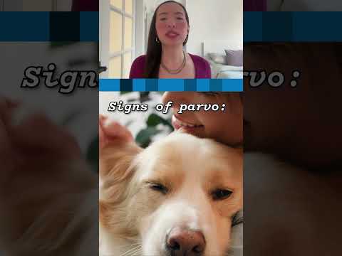 How do dogs get parvo? Understanding the causes and risks. | Just Curious