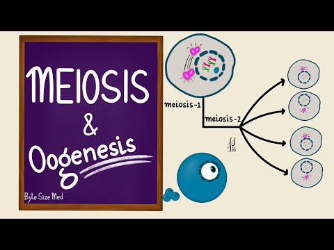 Meiosis | Oogenesis | Gametogenesis | Human Embryology | Reproductive Physiology
