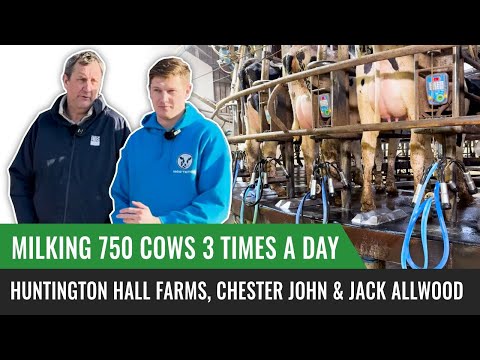 Milking 750 Cows 3 Times A Day | Huntington Hall Farms, Chester John & Jack AllWood