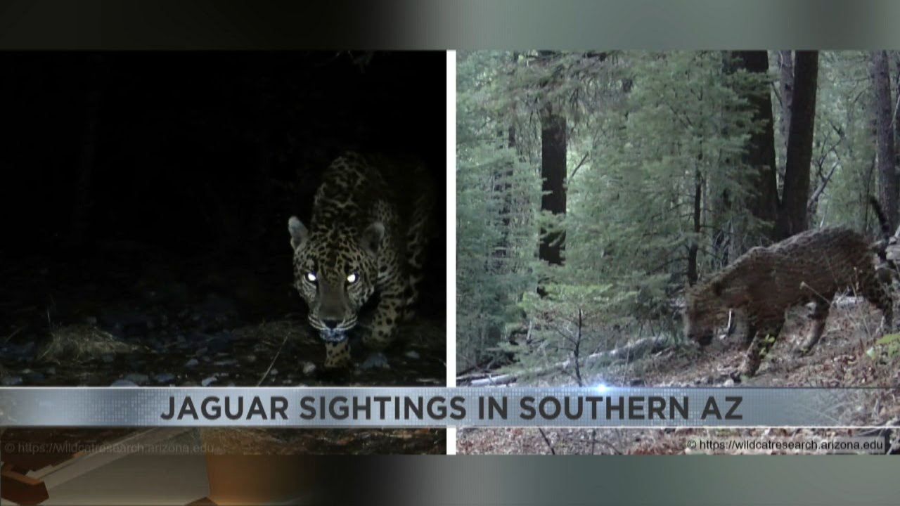 Multiple jaguar sightings in Southern Arizona