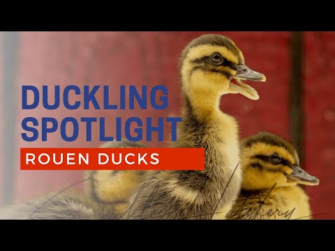 Rouen Duck | Cackle Hatchery
