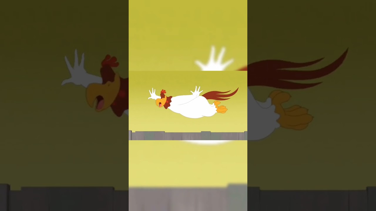 rooster trying to win back his hens🐔#comedy