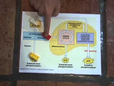 Photosynthesis n' whatnot (marine science extra credit video)