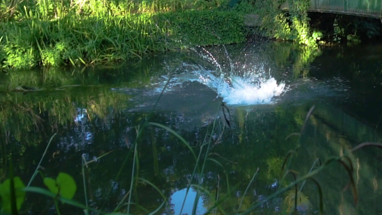 Otterbourne Bridge Dive