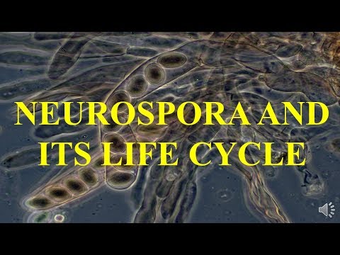 Life Cycle Of Bread Mold Neurospora Crassa
