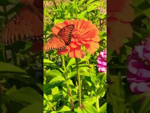 Butterfly ???? Paradise #zinnias #butterflies #butterfly #garden #flowers #farming #texas #relaxing