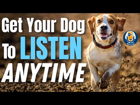 Teach Your Dog To Listen No Matter What… Even If You Think They Are Stubborn #144 #podcast