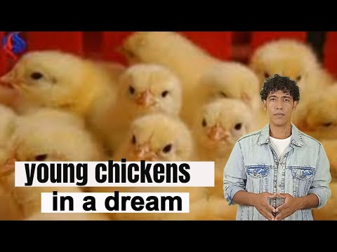 seeing young chickens in a dream