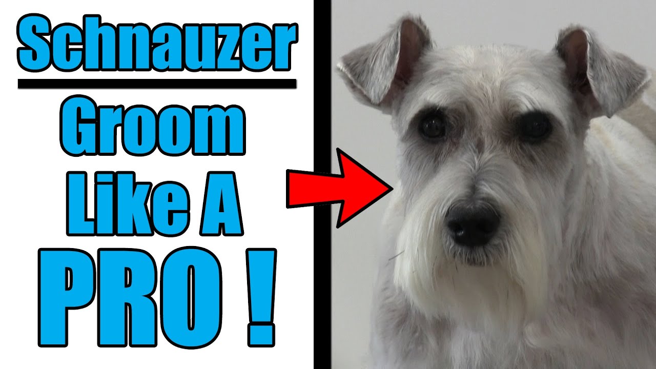 Schnauzer Head & Face Grooming Tutorial