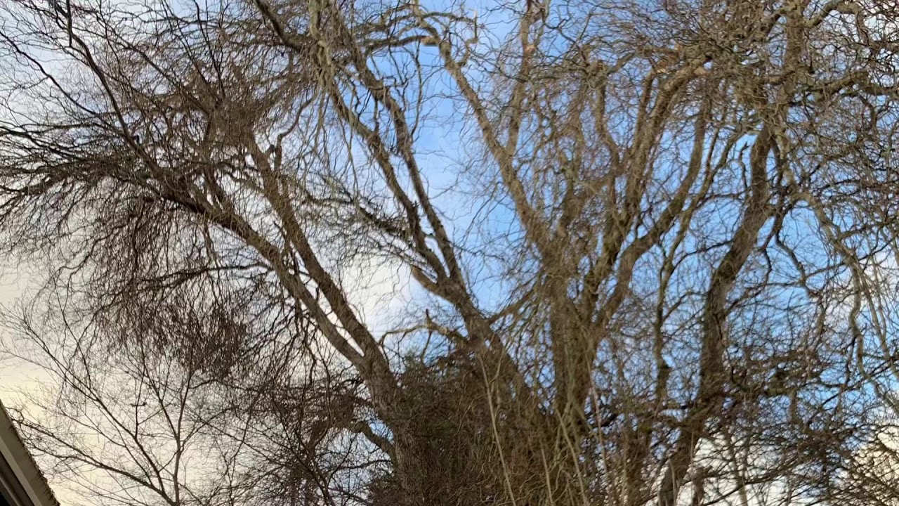 Arborists, 3 Quick Tips For Groundspeople aka (Groundies)