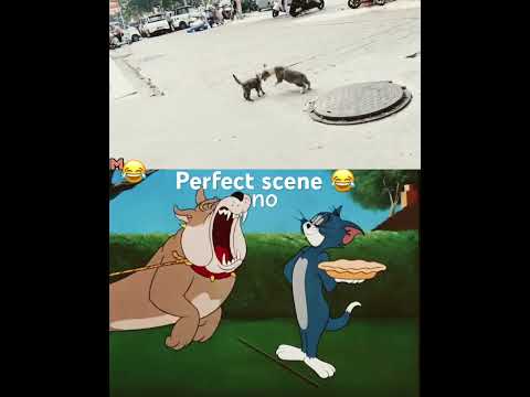 Perfect scene . #amazing #automobile #comedy #tomandjerry #comedyvideo #scene #gameofthrones #cat