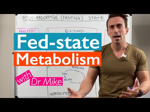 What happens to your body after eating a meal? | Metabolism