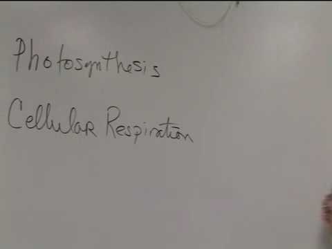Photosynthesis and Cellular Respiration.mov