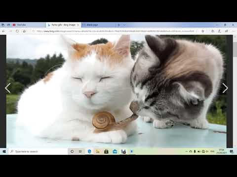funny cat gif!!