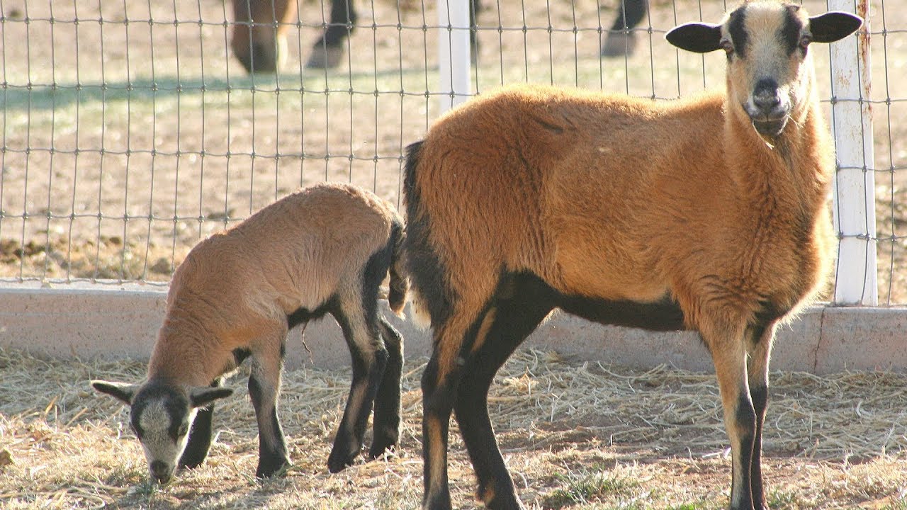 Barbados Blackbelly Sheep | Disease Resistant Adaptable