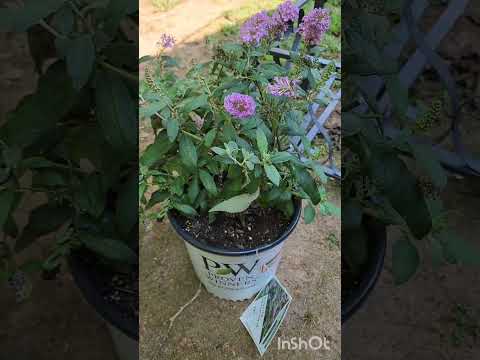 New plant purchase: Japanese Anemone and Pugster Periwinkle Butterfly Bush