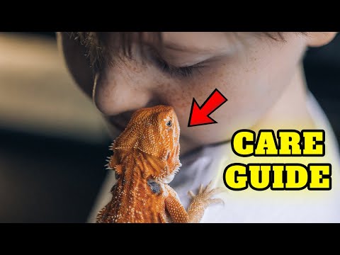 Baby Bearded Dragon Buying Cost, Diet, Care Sheet Guide for Beginners