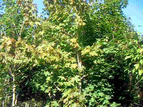 Sap Trees Acer platanoides 16-18cm girth