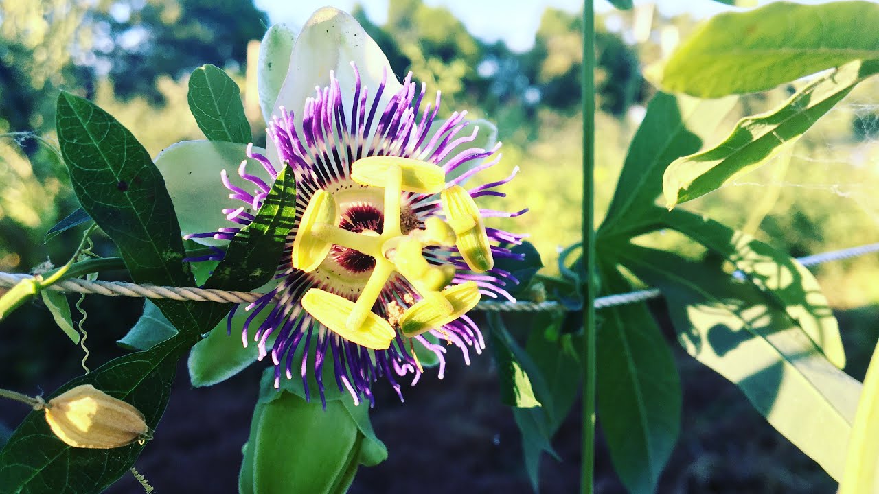 How To Grow Passiflora caerulea ‘Becky’s Blue & White Passion Vine’