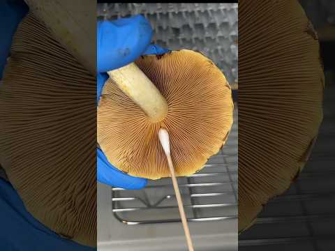 How to Collect Mushroom Spores: Spore Swab #shorts #growyourown #mushroom #spores