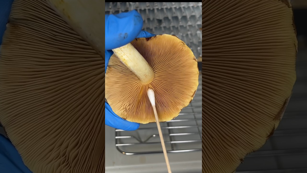 How to Collect Mushroom Spores: Spore Swab #shorts #growyourown #mushroom #spores
