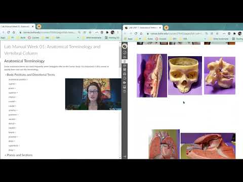 Lab Video Anatomical Terminology Part 1
