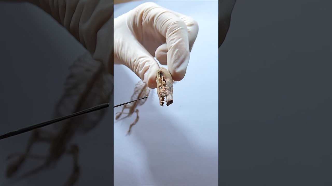 Exploring a Mole’s Skull: Anatomy