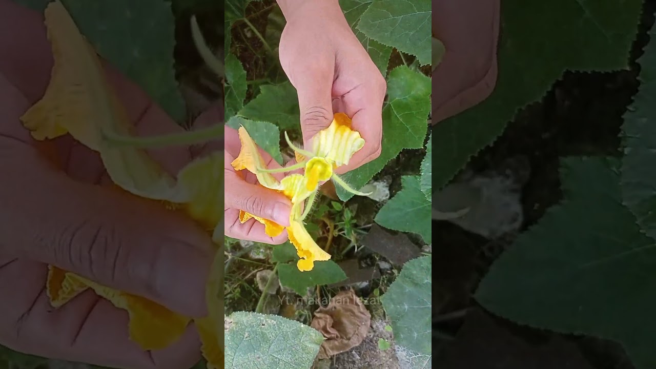 how to plant pumpkins so that the fruit doesn't fall off