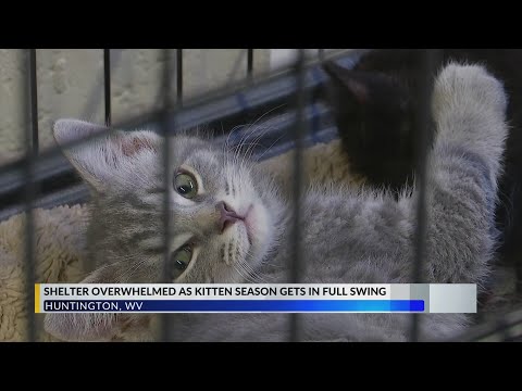 Uptick in kitten rescue calls puts strain on animal shelters
