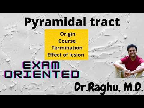 Pyramidal tract | Cortico-spinal tract | Upper motor neuron