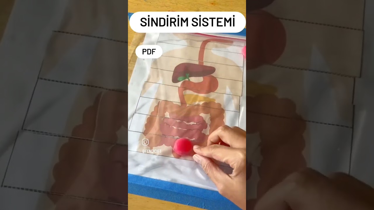 sindirim sistemi etkinlik önerisi pdf si de siteye yüklendi. begenmeyi unutmayın...