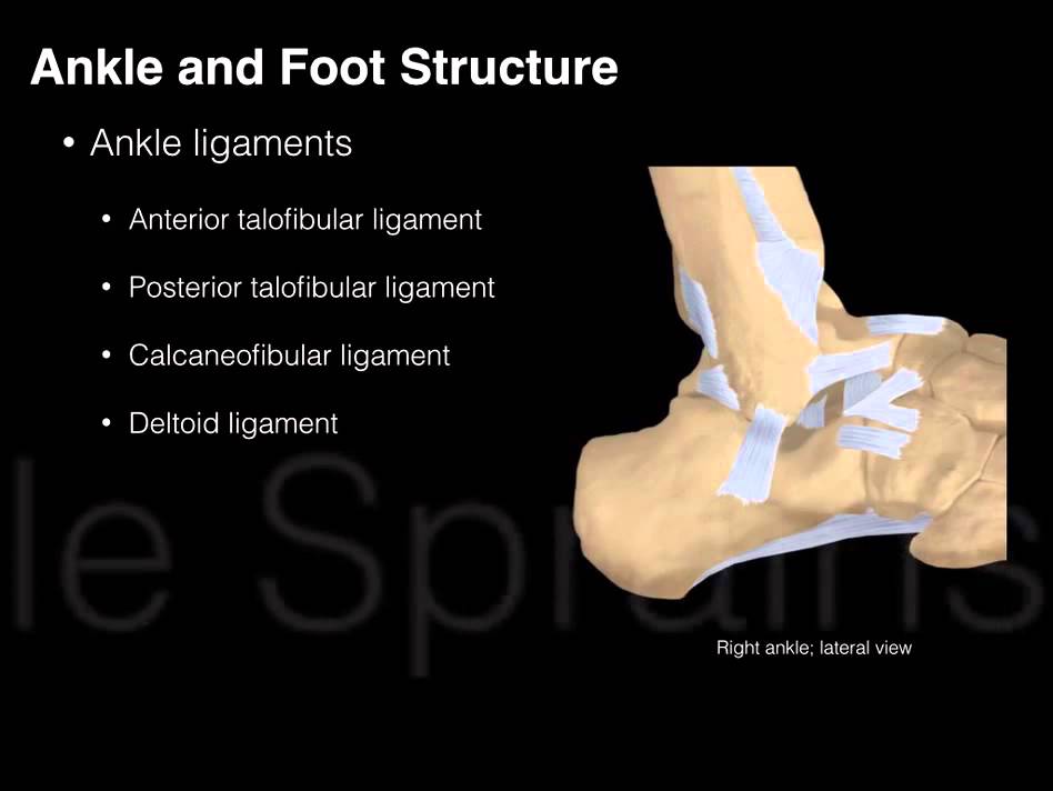 Ankle and Foot Structure and actions