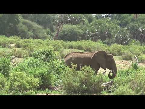 #15 Elephant Language – Notes on Structuralism & AI