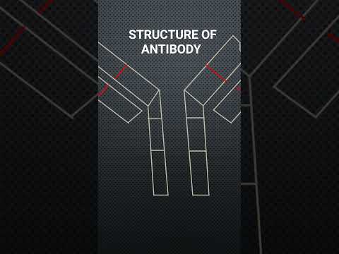 Structure of Antibody #antibody #biology #avijitsbiology #immunoglobulin