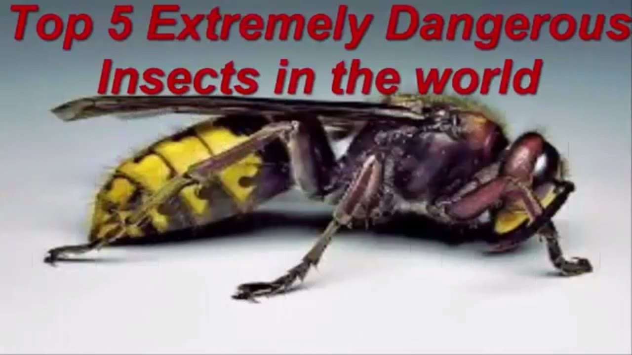 Top 5 Extremely Dangerous Insects in the world - top 10 most dangerous insects in the world
