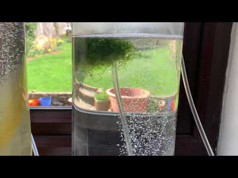 #Chaeto#algae#brilliant#for#clearing#marine#water