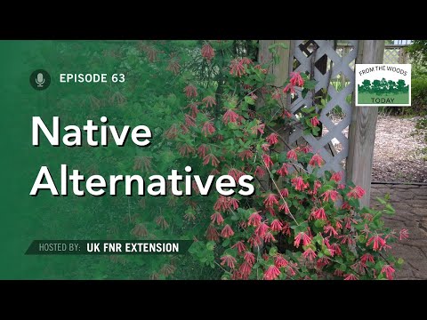 Great Native Alternatives - From the Woods Today - Episode 63
