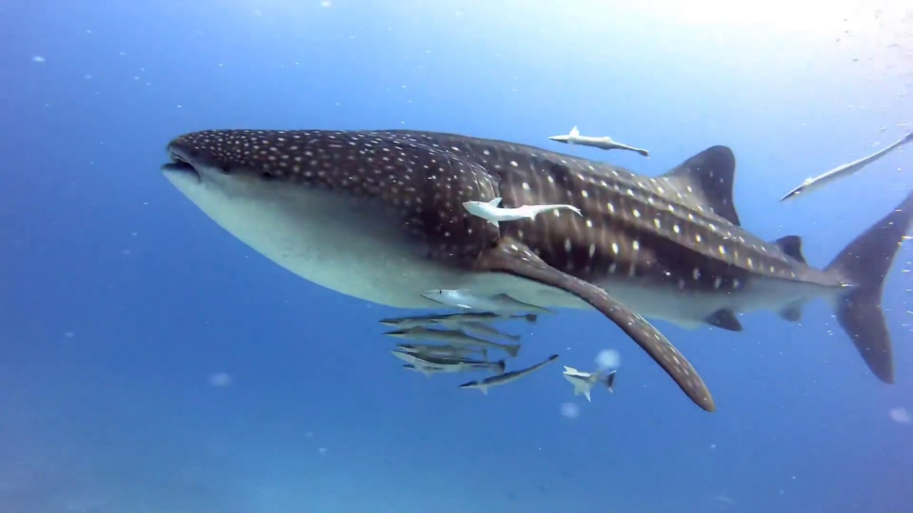 BEAUTIFUL WHALE SHARK with his remora followers in Maldives!