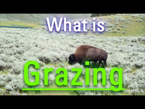 How to Say Grazing in English? | How Does Grazing Look? | What is Grazing?