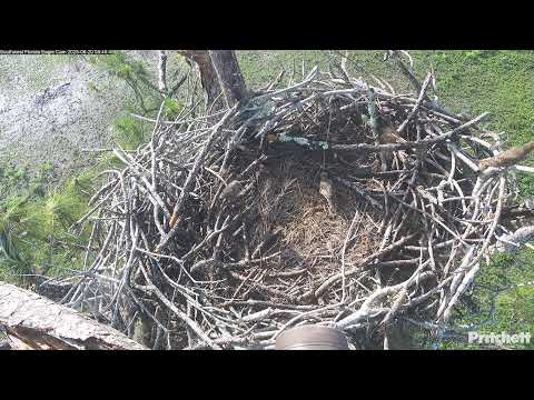Southwest Florida Eagle Cam