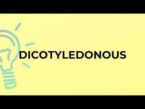 What is the meaning of the word DICOTYLEDONOUS?