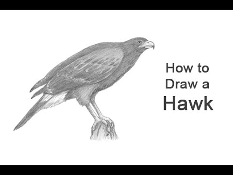 How to Draw a Hawk (Harris's Hawk)