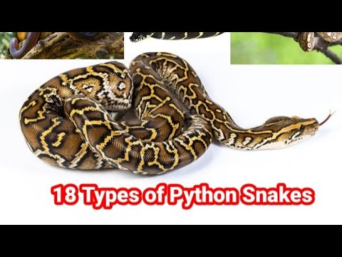 18 Types of Python Snakes
