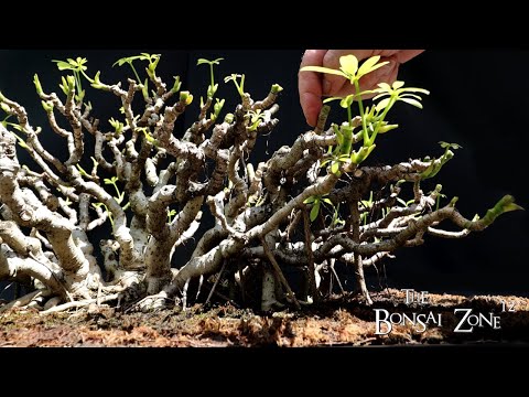 My Dwarf Schefflera, Part 3, The Bonsai Zone, June 2025