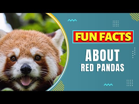 Fun Facts about Red Pandas